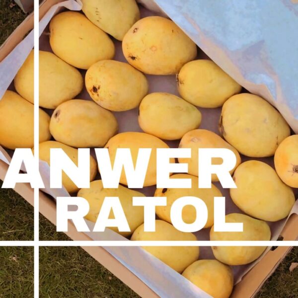 Shop – Mango Republic