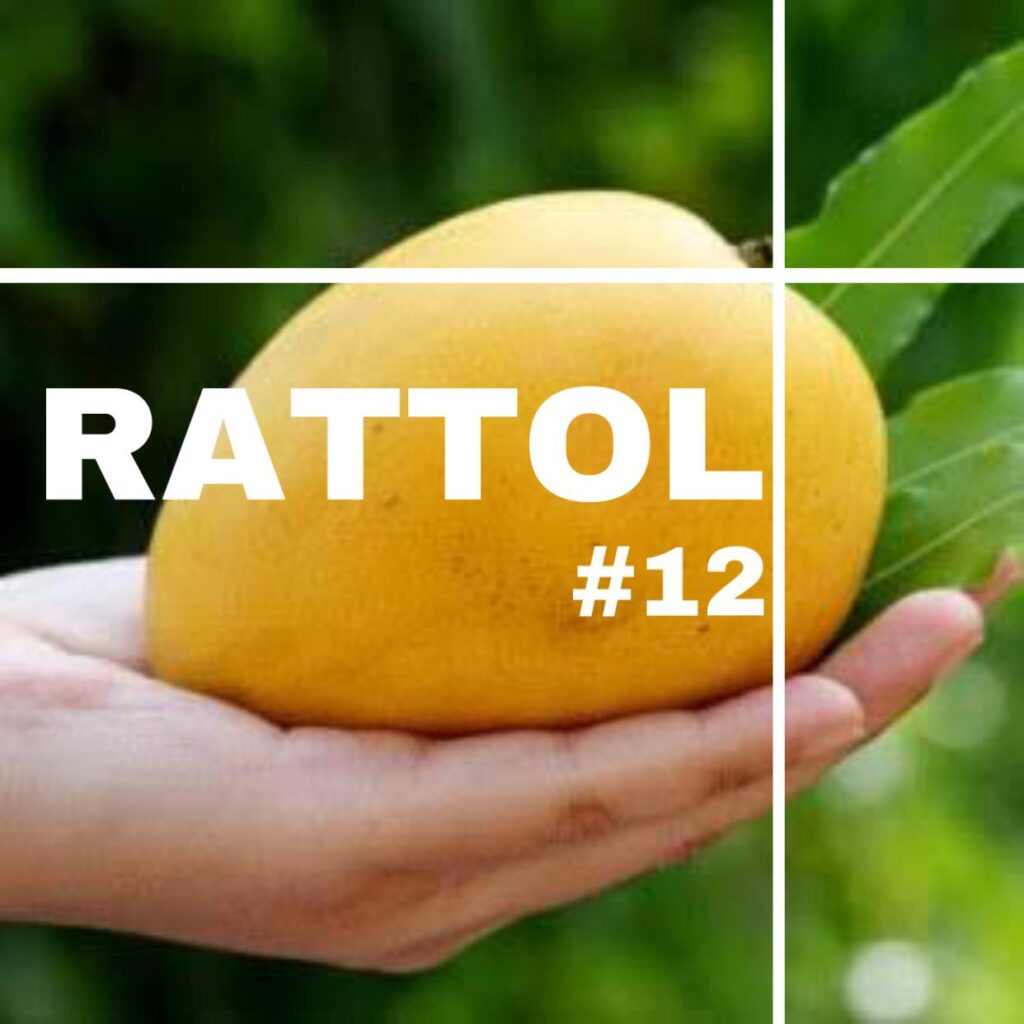 Shop – Mango Republic